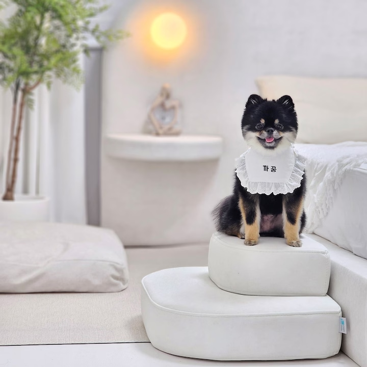 초보 집사 주목 강아지와 함께 건강하게 사는 집 만들기🐶 라이프스타일 슈퍼앱 오늘의집