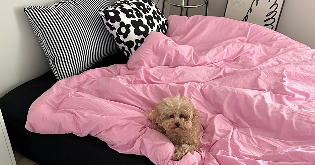 Stylish mid-century modern beds for homes with pets