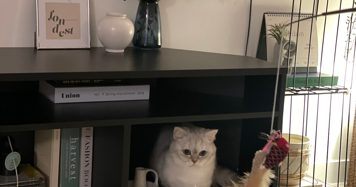 Modern pet house ideas for living with a cat