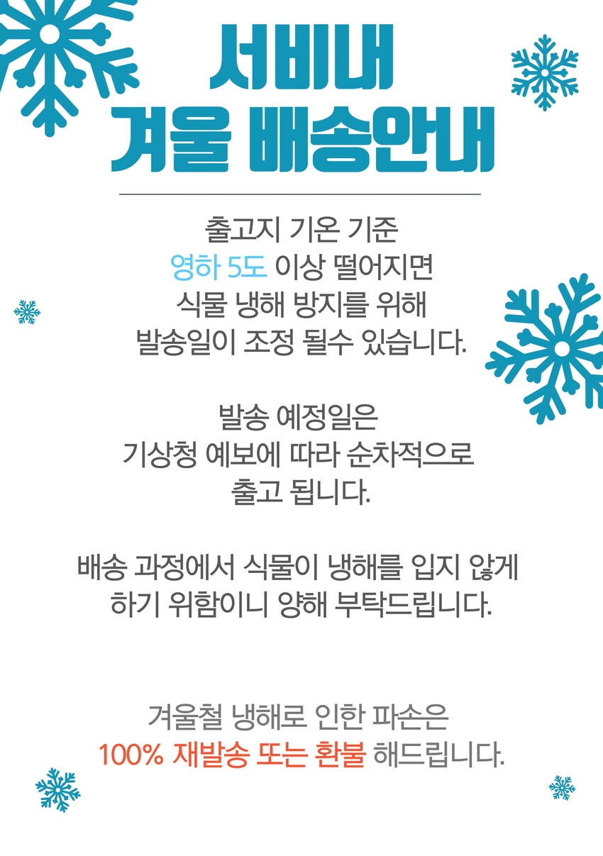 식물 문샤인1촉 문샤인산세베리아 인테리어 플랜테리어 키우기쉬운식물 귀여운식물 오늘의집 쇼핑