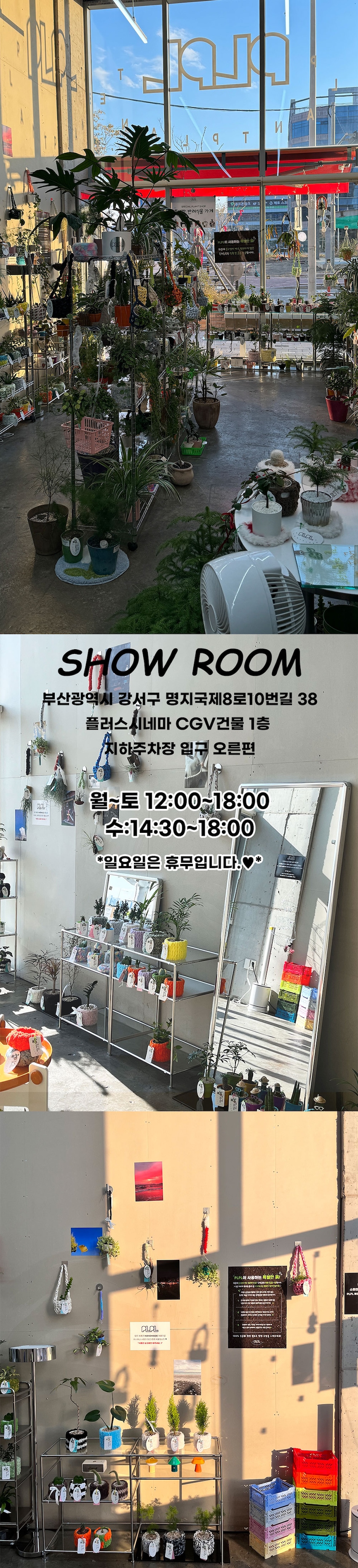 식물 단독 툭 이오난사 Mini 오브제 블랙and화이트 틸란드시아 공기정화식물 플랜테리어 오늘의집 쇼핑