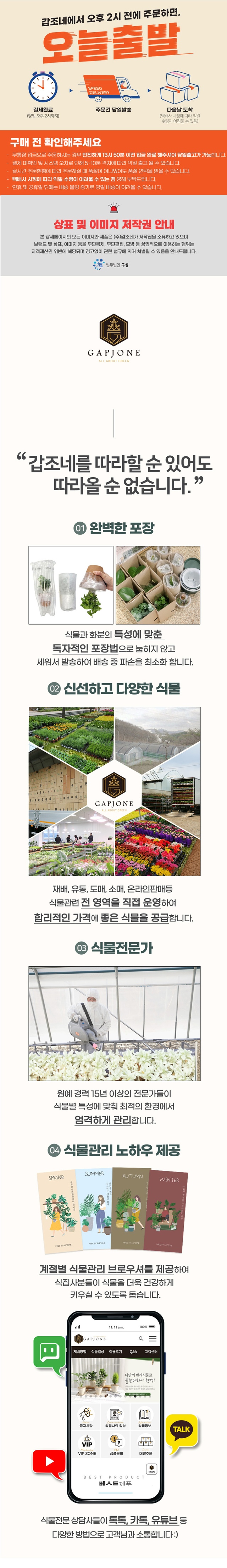식물 백합모종 랜덤 화분 향기나는식물 향기나는꽃 오늘의집 쇼핑