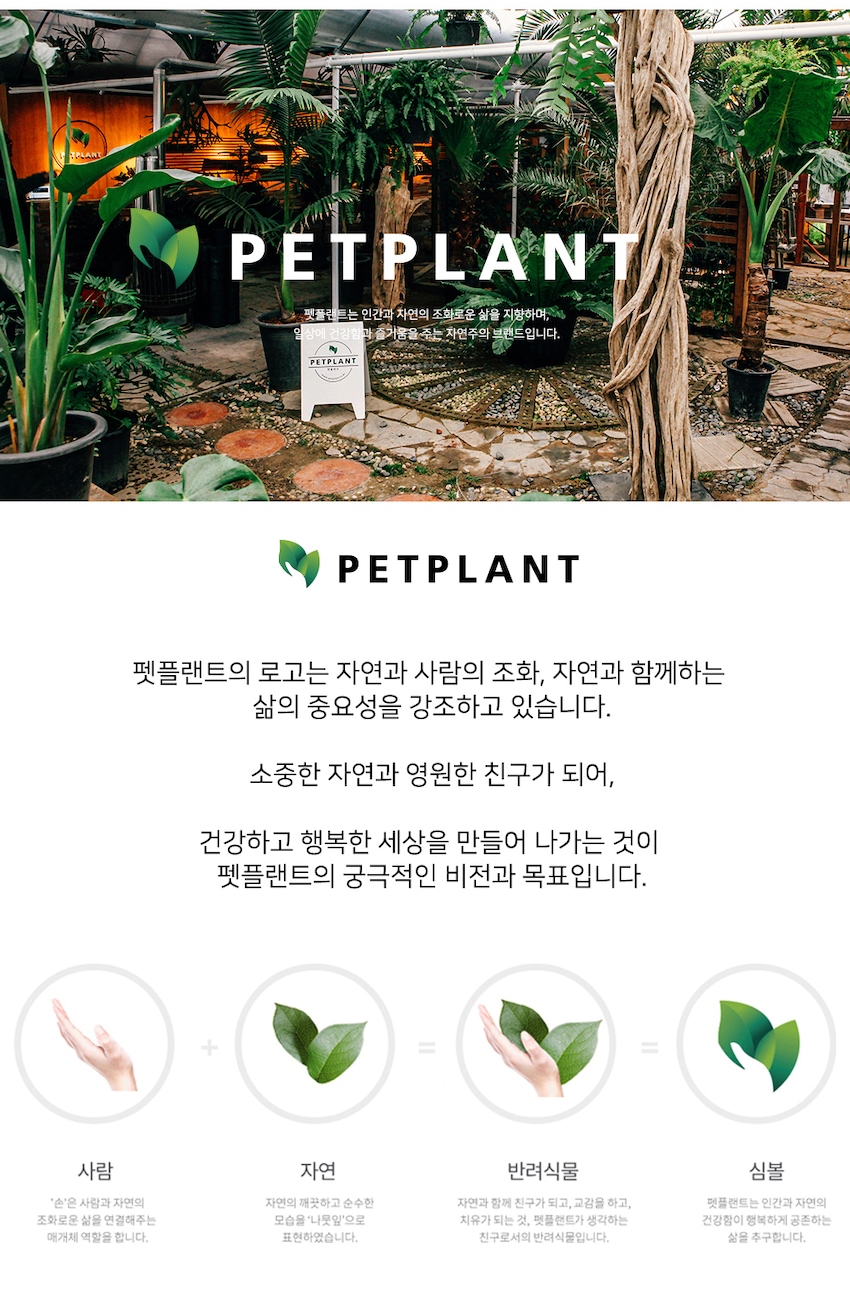 식물 멜라닌 고무나무 플리츠사각 화분세트 키우기 쉬운 반려식물 실내 공기정화식물 오늘의집 쇼핑