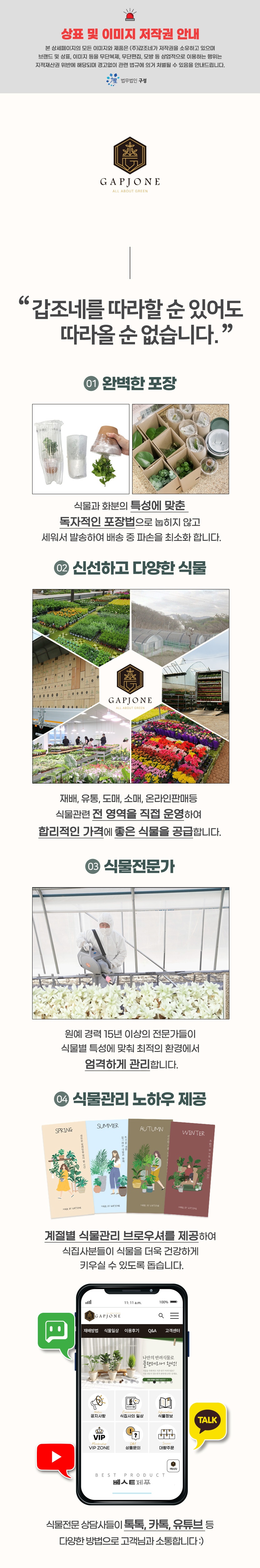 식물 몬스테라 중품 오늘의집 쇼핑