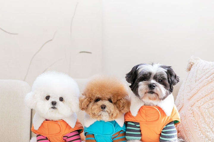 강아지 패션 강아지겨울옷 강아지 애견 패딩조끼 모던케이프패딩 오늘의집 쇼핑