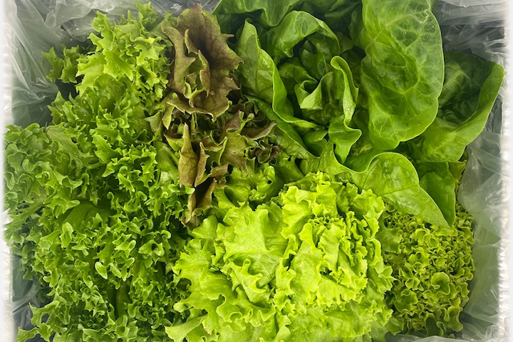 쌀·채소 국내산 유러피안 샐러드 채소 1kg 대용량 오늘의집 쇼핑
