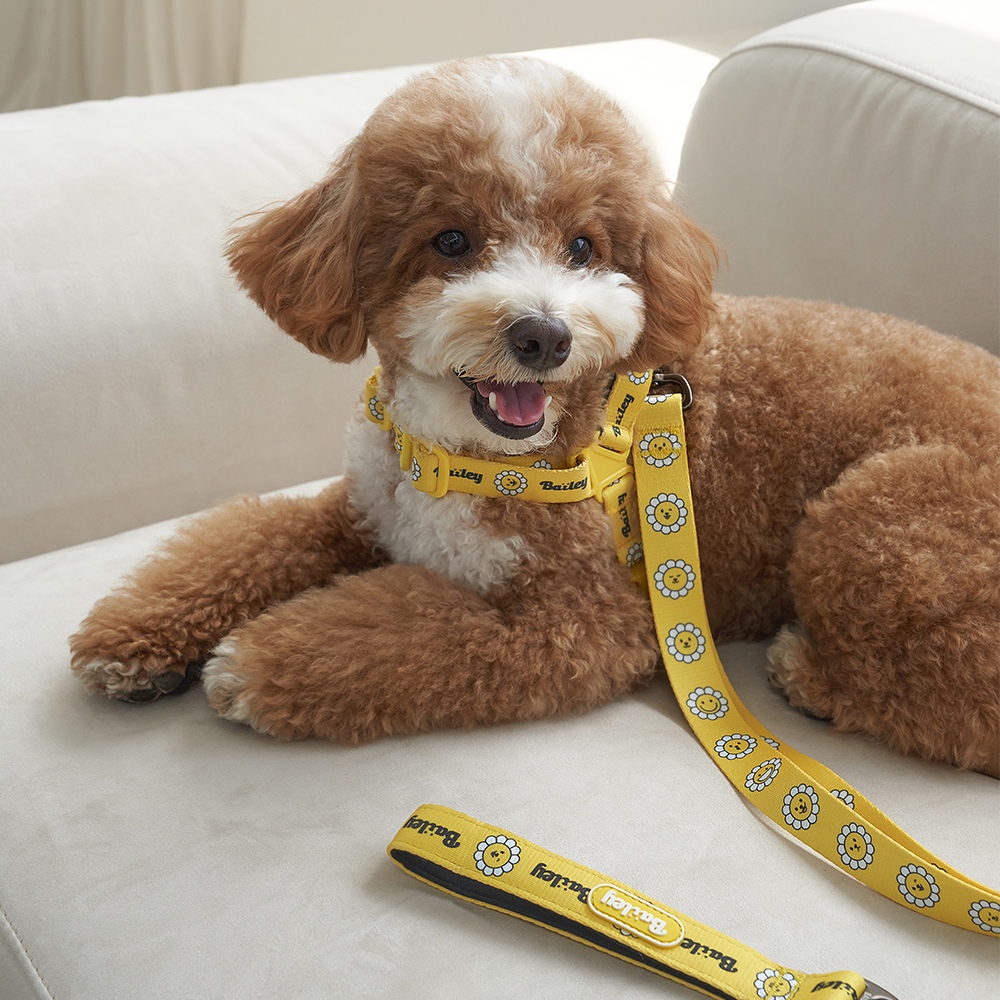강아지 외출 > 강아지 산책 소형견 중형견 데이지 워키 리드줄 옐로우 (B068_YE) | 오늘의집 쇼핑