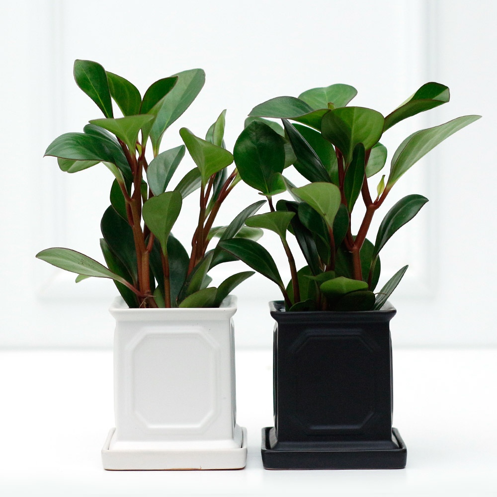 식물 > 홍페페_몰딩 사각 화분 실내공기정화식물 소형식물 | 오늘의집 쇼핑