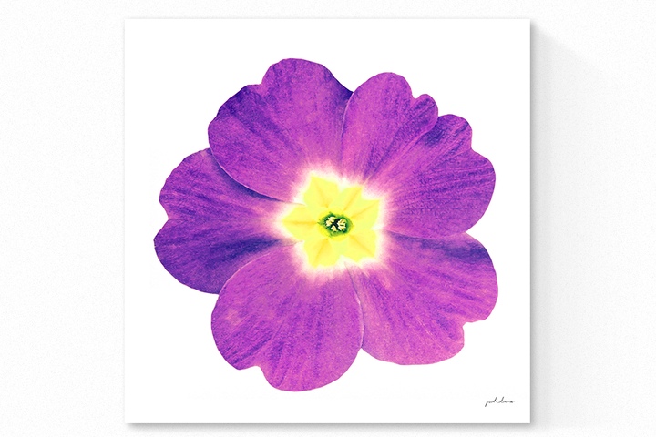 그림·사진 풍수 돈들어오는 꽃 그림 액자 두꺼비집가리개보라 프리뮬라 오늘의집 쇼핑