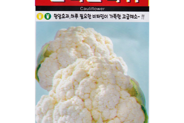 식물 컬리플라워 씨앗 50립 콜리플라워 종자 오늘의집 쇼핑