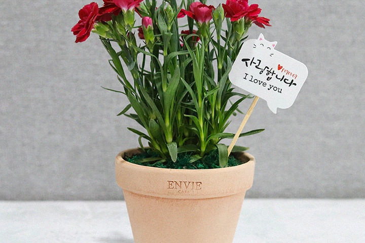 식물 가정의달 카네이션 토분 쇼핑백포함 오늘의집 쇼핑