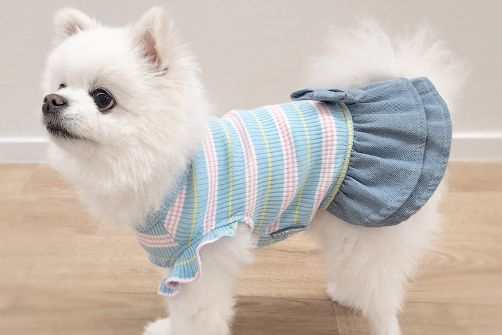 강아지 패션 캔디바 원피스 강아지옷 애견의류 오늘의집 쇼핑