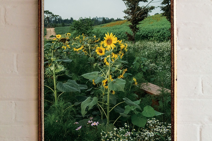 그림·사진 돈들어오는 풍수 그림 해바라기그림 꽃그림 개업식 집들이선물들해바라기 오늘의집 쇼핑