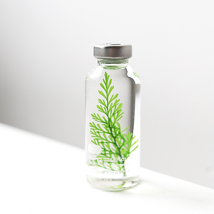 식물 > PLANT SPECIMEN - Tabaria Fern 타바리아펀 | 오늘의집 쇼핑