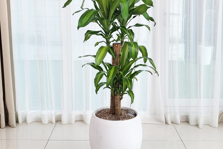 식물 > 행운목 에그팟 화분 2colors/3size 대형 개업식화분 공기정화식물 | 오늘의집 쇼핑