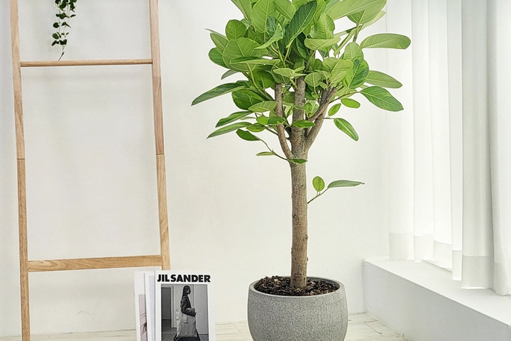 식물 뱅갈고무나무 북유럽스타일화분 3size3colors 개업식화분 키우기 쉬운 공기정화식물 오늘의집 쇼핑