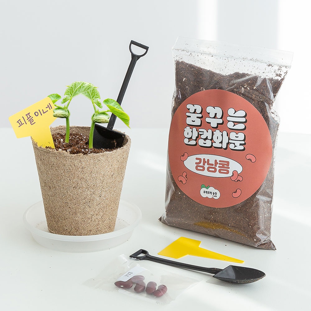 식물 강낭콩 한컵화분 씨앗 새싹 재배 키우기 세트 Diy 키트 오늘의집 쇼핑