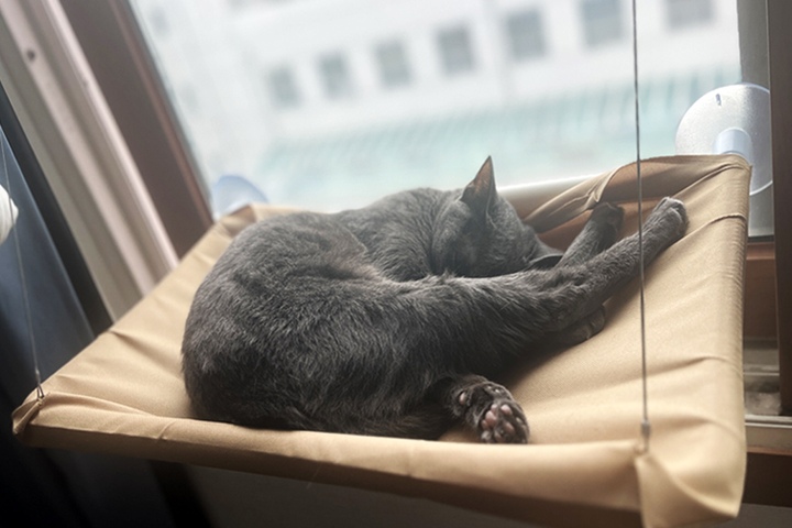 고양이 리빙 고양이 창문 해먹 윈도우 캣타워 오늘의집 쇼핑