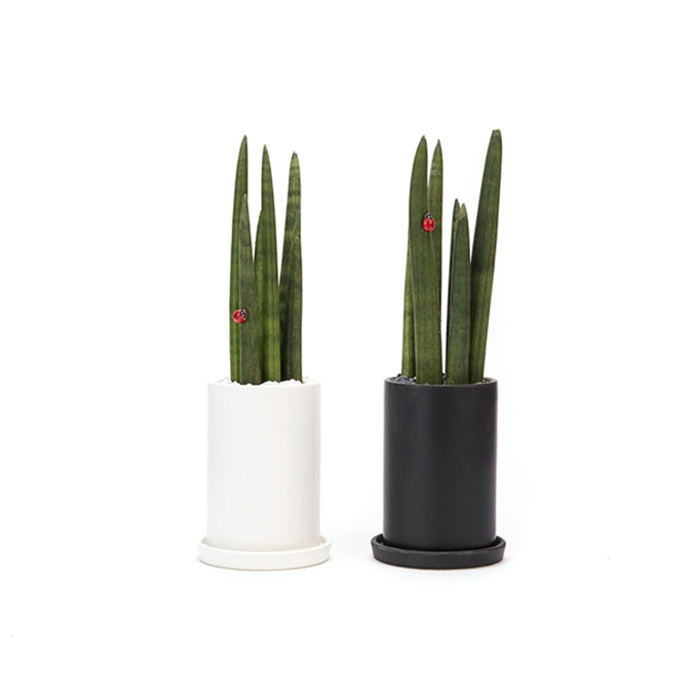 식물 > 직선 스투키 방사형_원형 세라믹 화분2colors | 오늘의집 쇼핑