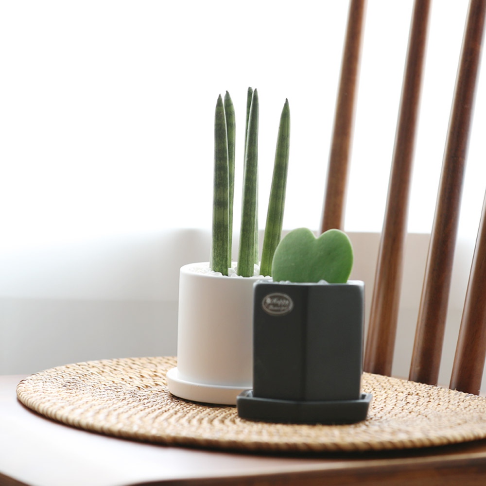 식물 > 직선 스투키 방사형_원형 세라믹 화분2colors | 오늘의집 쇼핑