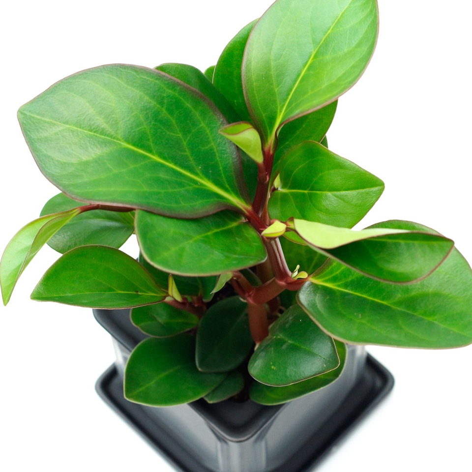 식물 > 홍페페_몰딩 사각 화분 실내공기정화식물 소형식물 | 오늘의집 쇼핑